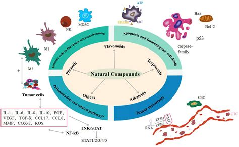 Frontiers The Function Of Natural Compounds In Important Anticancer
