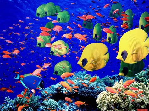 Bunte Fische Süßwasseraquarium Fischlexikon