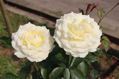 Two Blooming White Roses Background Hd 2 Flowers Floral Background