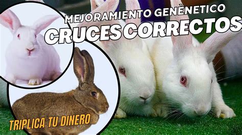 Cruces Correctos En Conejos Mejoramiento Genético En función Del
