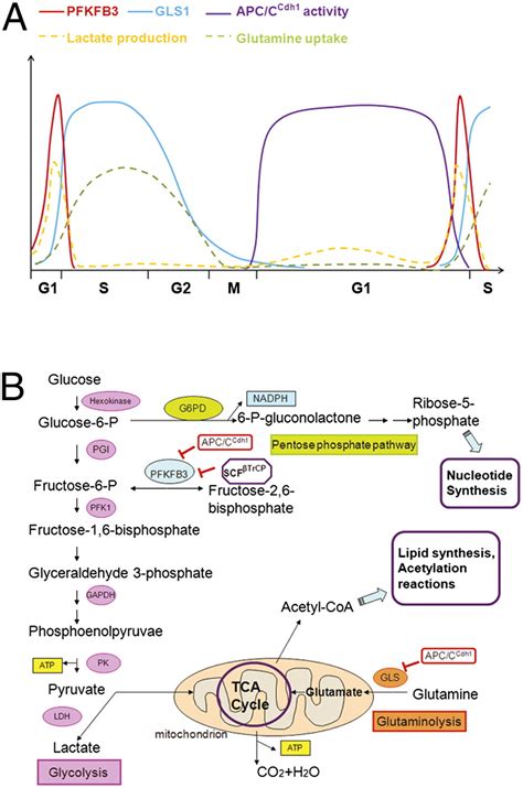 Linking Metabolism And Cell Cycle Progression Via The APC CCdh1 And