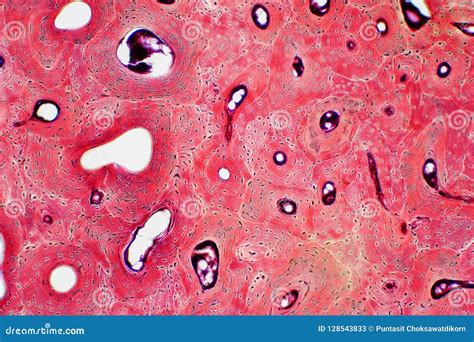 Histology Of Human Compact Bone Tissue Under Microscope View For Stock