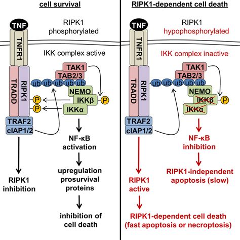 Nf B Independent Role Of Ikk Ikk In Preventing Ripk Kinase