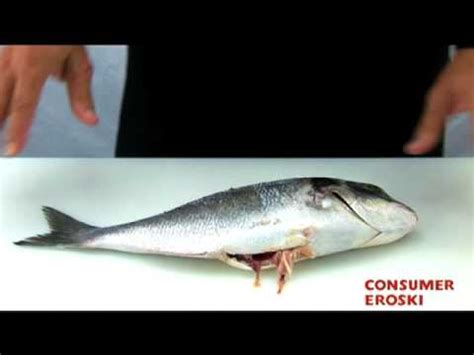 Cómo reconocer el pescado fresco YouTube