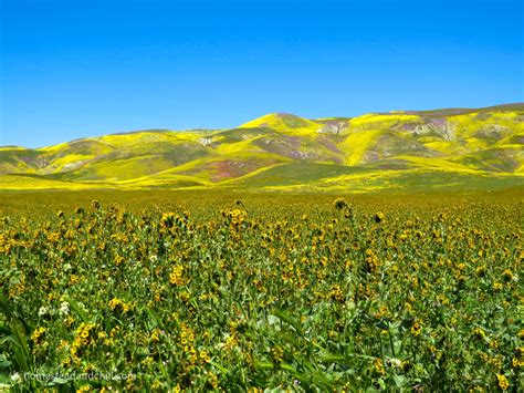 Spectacular California Wildflower Superbloom 2023 Photos Homestead