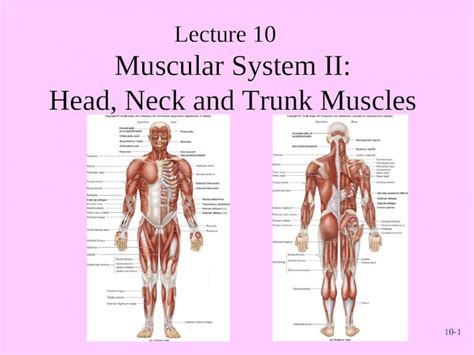 PPT Muscular System Gross Anatomy DOKUMEN TIPS