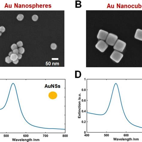SEM Images Of AuNSs A And AuNCs With Vertices B UV Vis Extinction