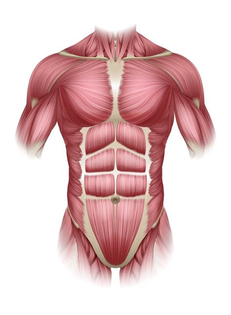 Torso Trunk Muscles Human Medical Anatomy Diagram Stock Vector