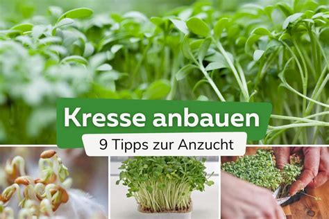 Kresse S En Und Anbauen Tipps
