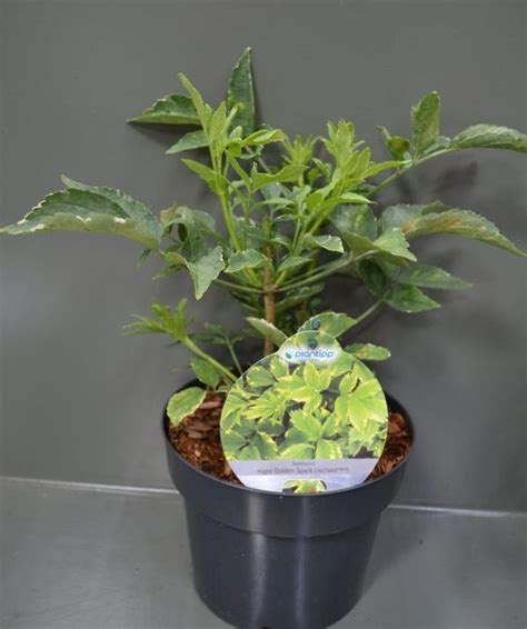 Sambucus Nigra Gold Spark C3 Heesterkwekerij JC Niesing Heesters In