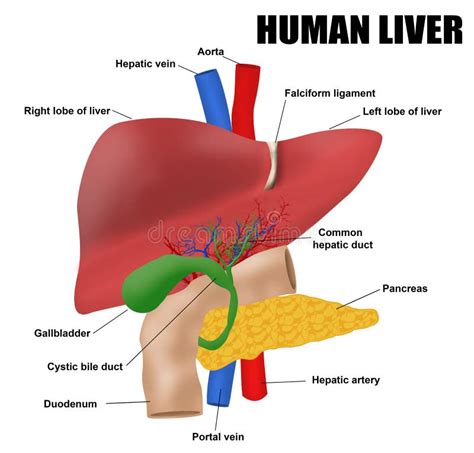 Anatomyof The Human Liver Stock Vector Image Of Basic