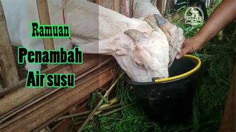 Pakan Dan Minuman Penguat Untuk Kambing Yang Sedang Menyusui Ramuan