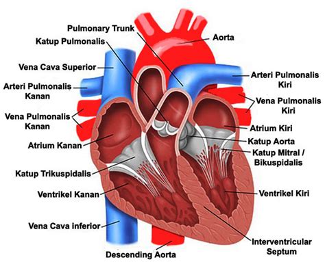 Yuk Kenali Bagian Bagian Jantung Dan Fungsinya Agar Lebih Paham IMAGESEE