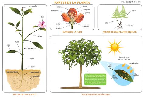 Partes De La Plantas