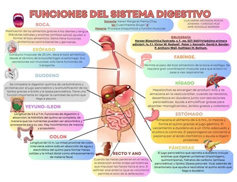 Mapa Mental Del Sistema Digestivo Karina Arciniega Rocha Udocz