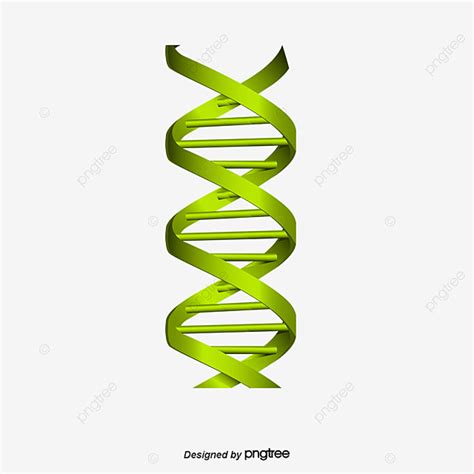 Cadena De Adn Png Adn Verde Gen De La Cadena Png Y Vector Para