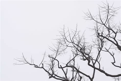 Black And White Tree 4k Wallpapers Wallpaper Cave