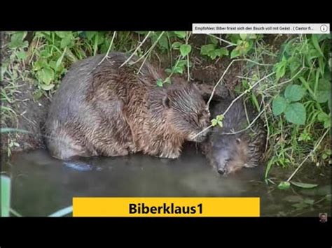 Biber und sein Nachwuchs Castor fiber Europäischer Biber Eurasian