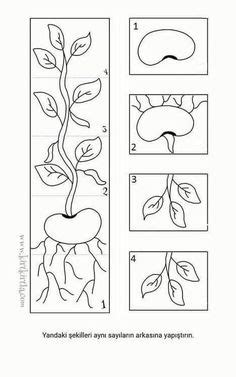 8 ideas de Ciencias naturales para niños en 2023 ciclos de vida de