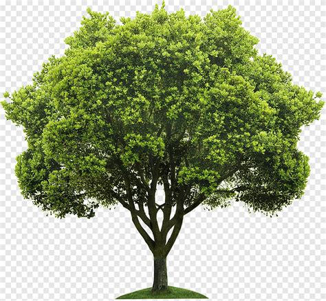 árbol árbol arboles png PNGEgg