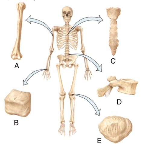 Ch 7 Classification Of Bones Diagram Quizlet