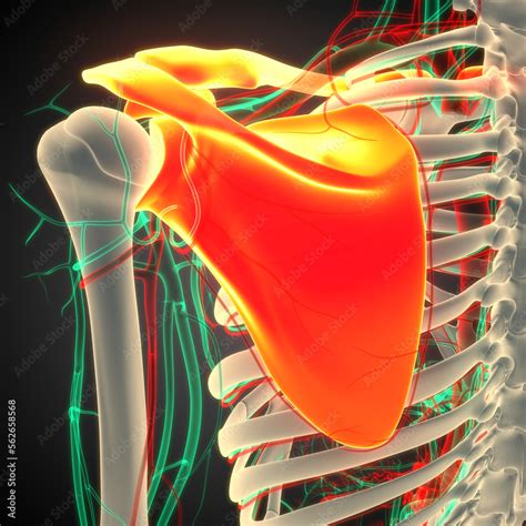 Human Skeleton System Pectoral Shoulder Girdle Bone Joints Anatomy