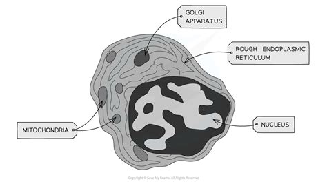 AQA A Level Biology复习笔记2 2 2 Microscopy Drawing Scientific Diagrams