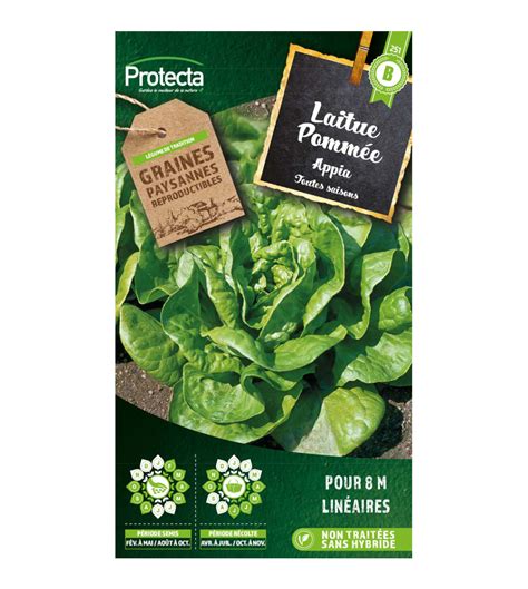 Laitue pommée Appia