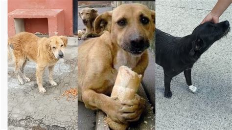 CRUEL Y DESPIADADO FINAL DE MI PERRITO Me dedicaré a rescatar a los