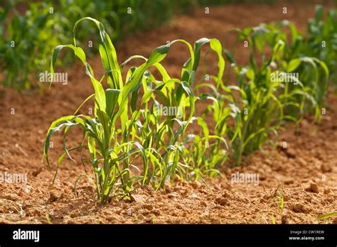 Young corn plants field Fotos und Bildmaterial in hoher Auflösung Alamy