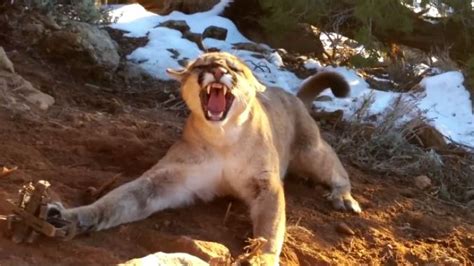 Video Shows Large Cougar Being Released From Trap In Southern Utah Kutv