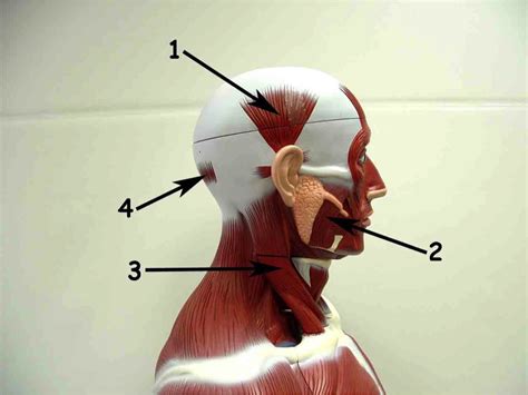 Muscles Of The Head And Neck Lateral View Diagram Quizlet