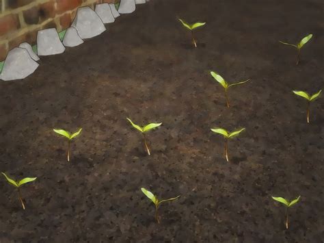 Japanese Maple Trees From Seed