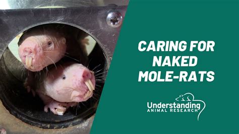 How To Care For Naked Mole Rats Housepetscare