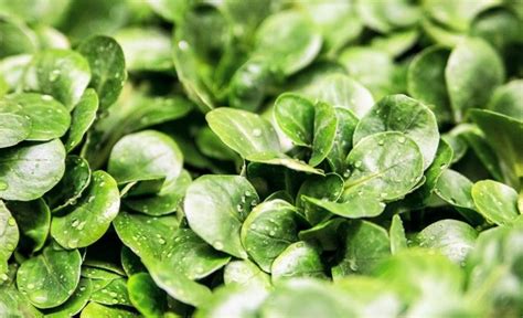 Plantas comestibles Qué son ventajas cuidados clasificación