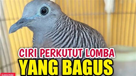 Ciri Ciri Perkutut Lomba Yang Bagus Dan Berkualitas Tips Penting