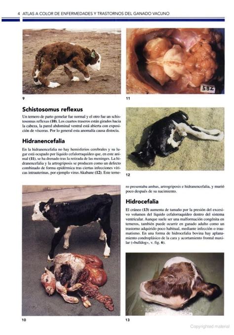 Atlas A Color De Enfermedades Y Trastornos Del Ganado Vacuno 2ed PDF