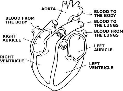 Heart Diagram Easy To Draw