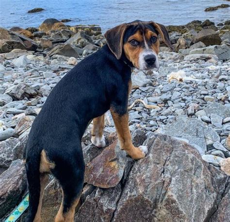 Tout savoir sur le Beagle croisé Pitbull avec photos