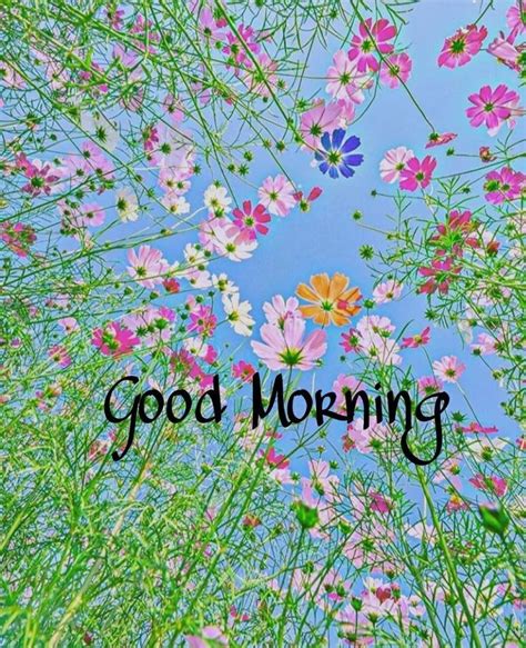 Pin By Naz On Good Morning In 2024 Good Morning Flowers Quotes Good