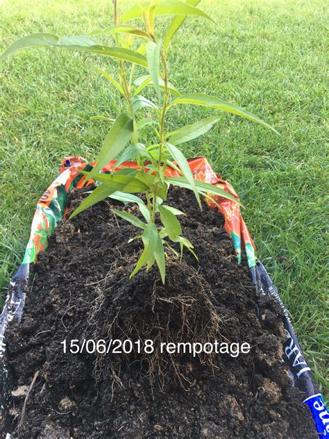 Jai fait pousser un pêcher à partir dun noyau Osez Planter Ça Pousse
