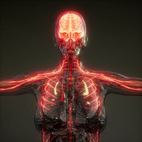 Human Brain Radiology Exam Stock Illustration Illustration Of Data