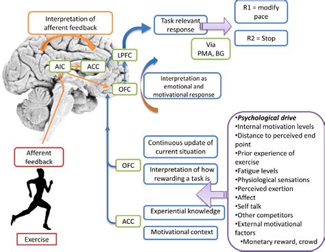 figure 1 from a role for the prefrontal cortex in exercise tolerance and termination semantic