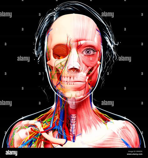 Female Anatomy Artwork Stock Photo Alamy