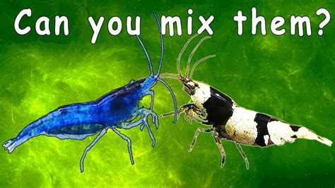 Mixing Caridina And Neocaridina Shrimp Together In The Same Tank Youtube