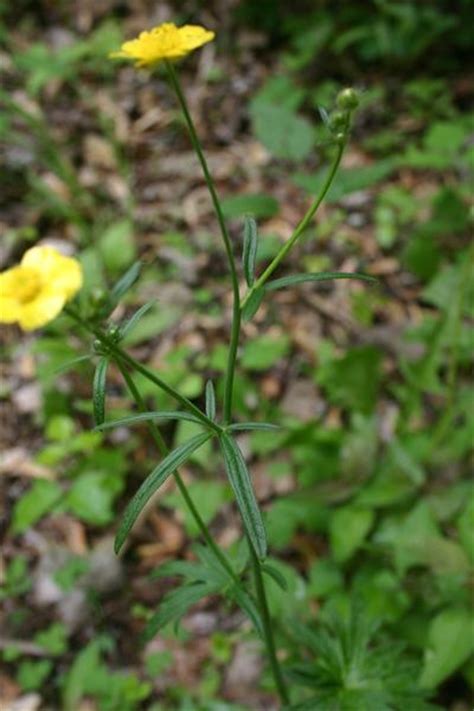 Renoncule âcre informations Fleurs sauvage du Québec