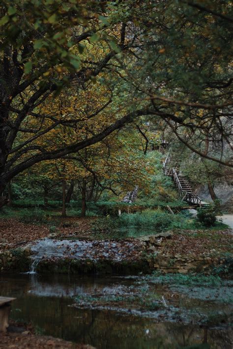 Hutan Pohon Di Luar Rumah Foto Gratis Di Pixabay Pixabay