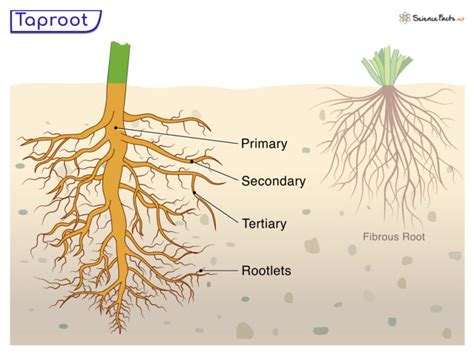 Taproot Definition Examples Functions And Diagram