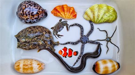 Finding Sea Creature And Hermit Crab Ornamental Fish Conch Snail