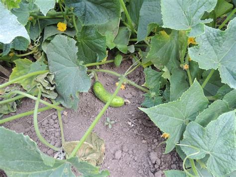 How To Grow Cucumbers Growing Cucumber Vegetable Plant Recipes